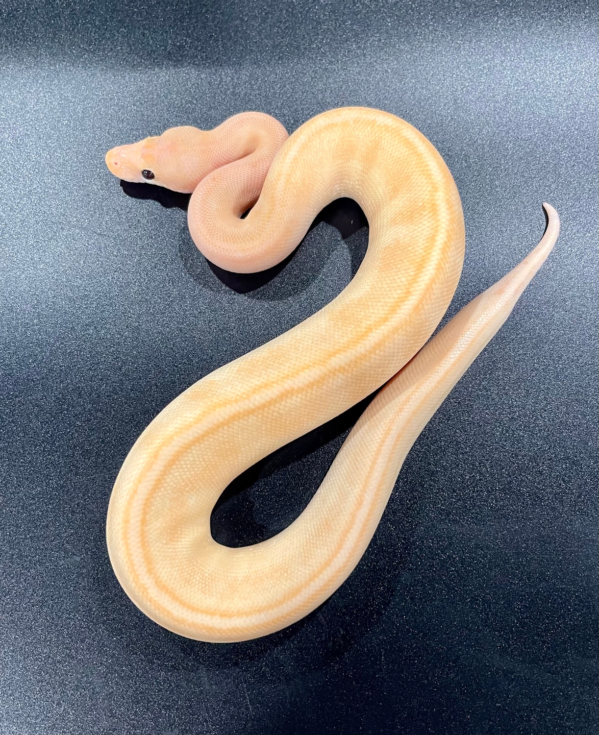 Banana Champagne Ball Python by Concept Reptile - MorphMarket