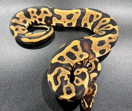 Hidden Gene Woma Pastel 50% Het Clown Ball Python by Concept Reptile ...