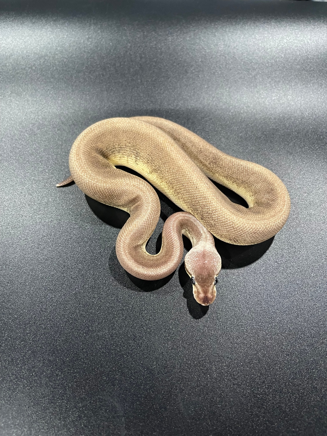 Pastel Pinstripe Cinnamon 66% Het Pied Ball Python by Concept Reptile ...