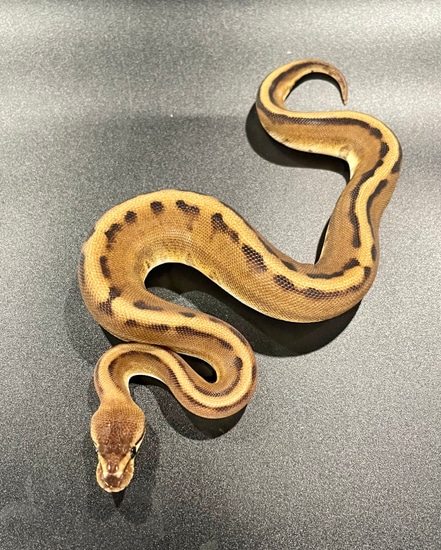Genetic Stripe Ball Python by Concept Reptile