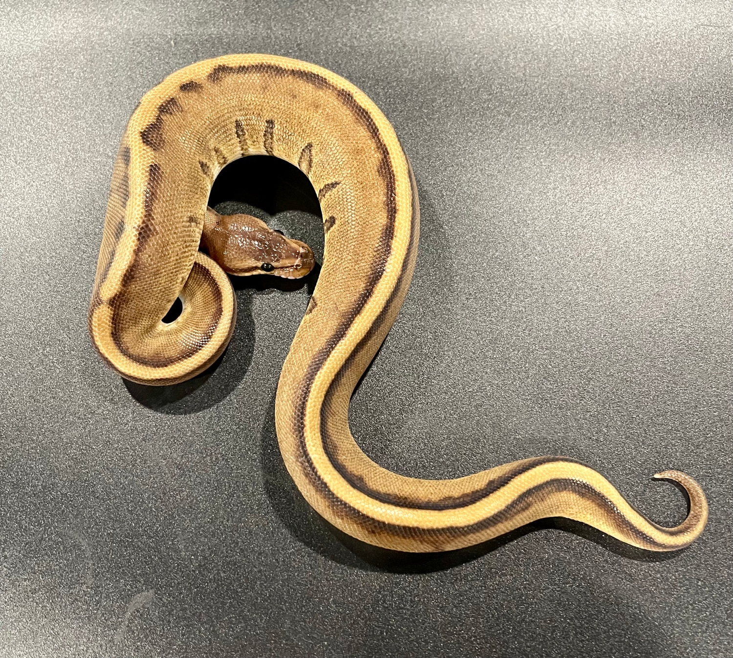 Genetic Stripe Ball Python by Concept Reptile - MorphMarket