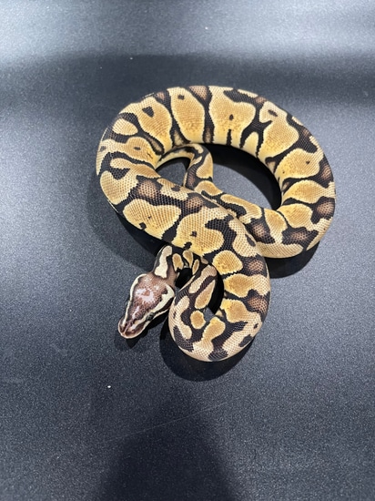 Scaleless Head Vanilla YB Pastel Ball Python by Concept Reptile