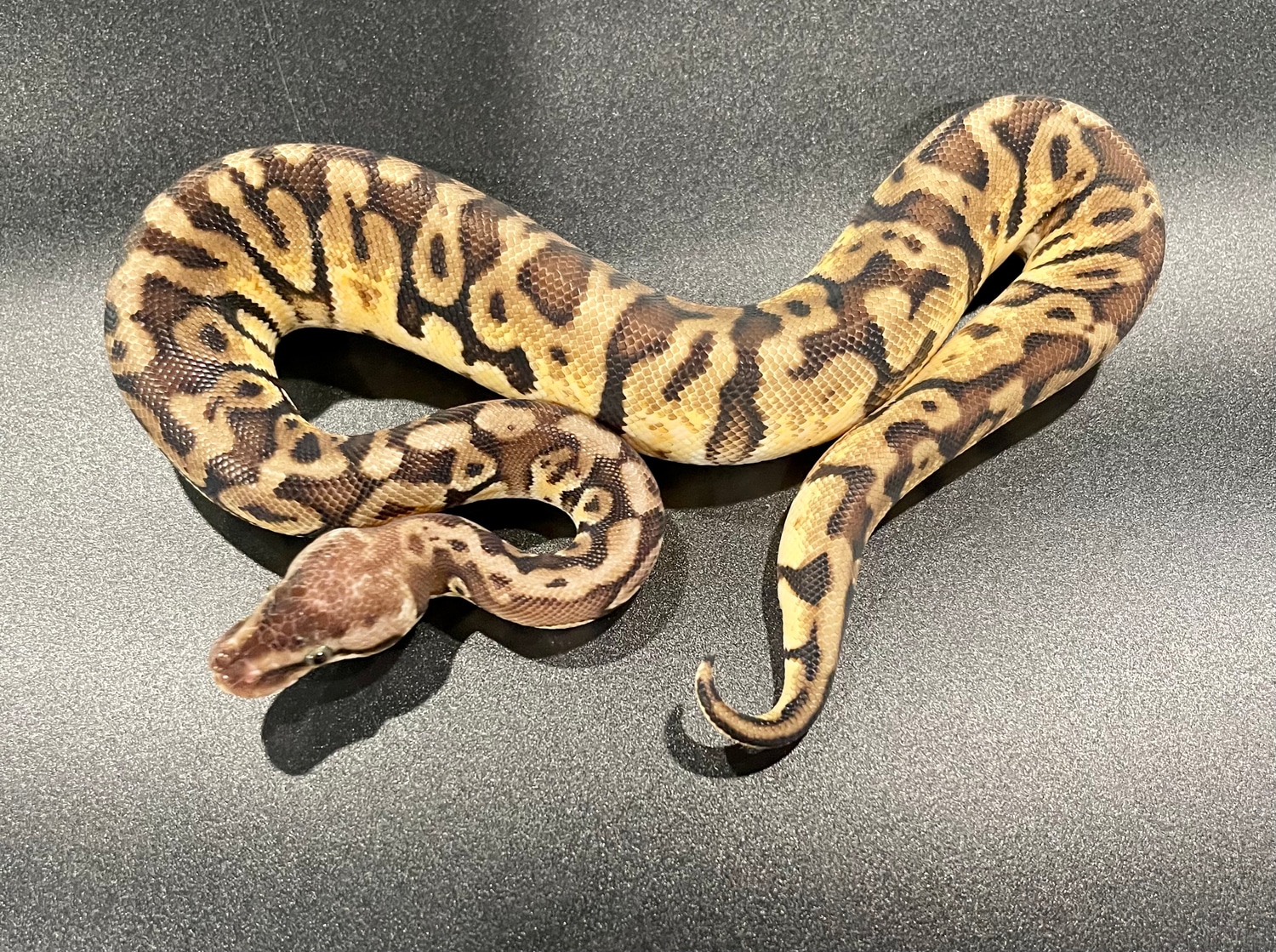 Hidden Gene Woma Pastel 50 Het Clown Ball Python By Concept Reptile 