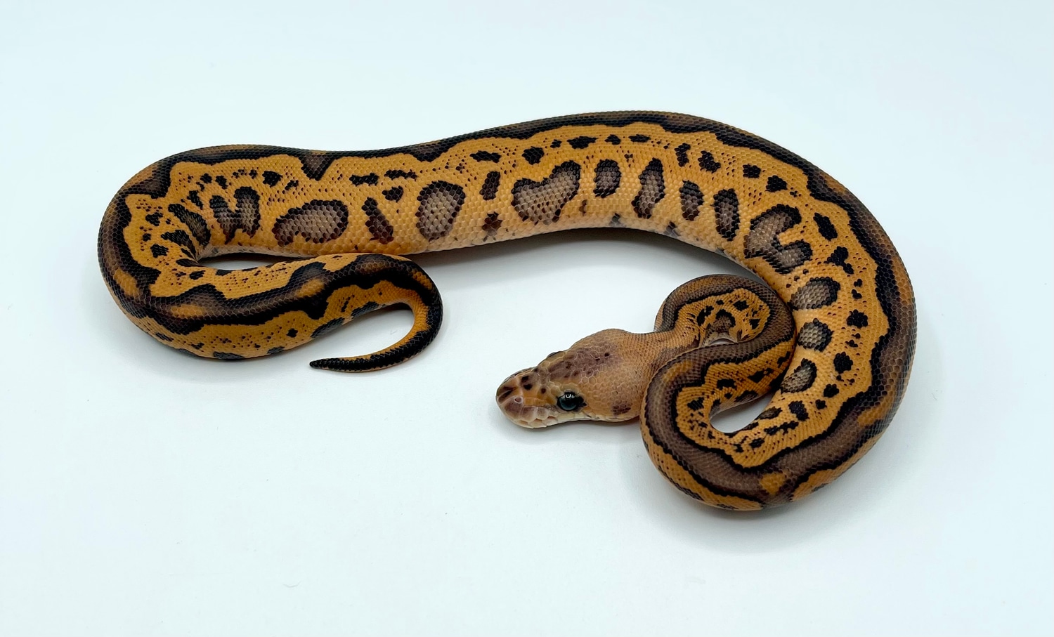 Red Stripe Black Pastel Leo Clown Ball Python by Concept Reptile ...