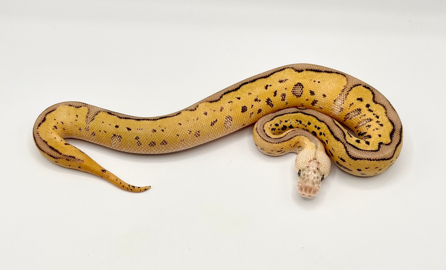 Red Stripe Leopard Fire Pastel Clown Ball Python by Concept Reptile ...