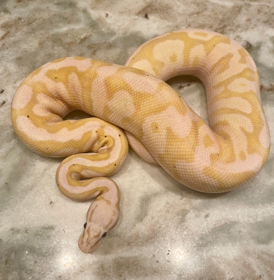 Banana Enchi Fire Pastel Woma Poss OD Het Clown Ball Python by Concept ...