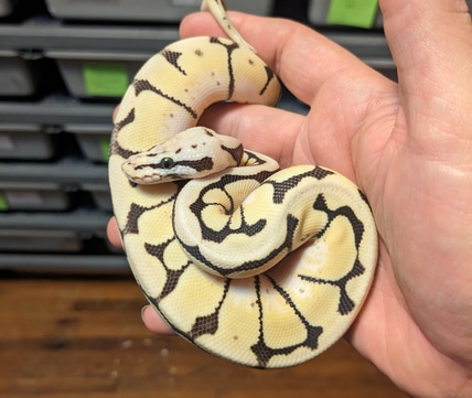 ZTK Reptiles - MorphMarket