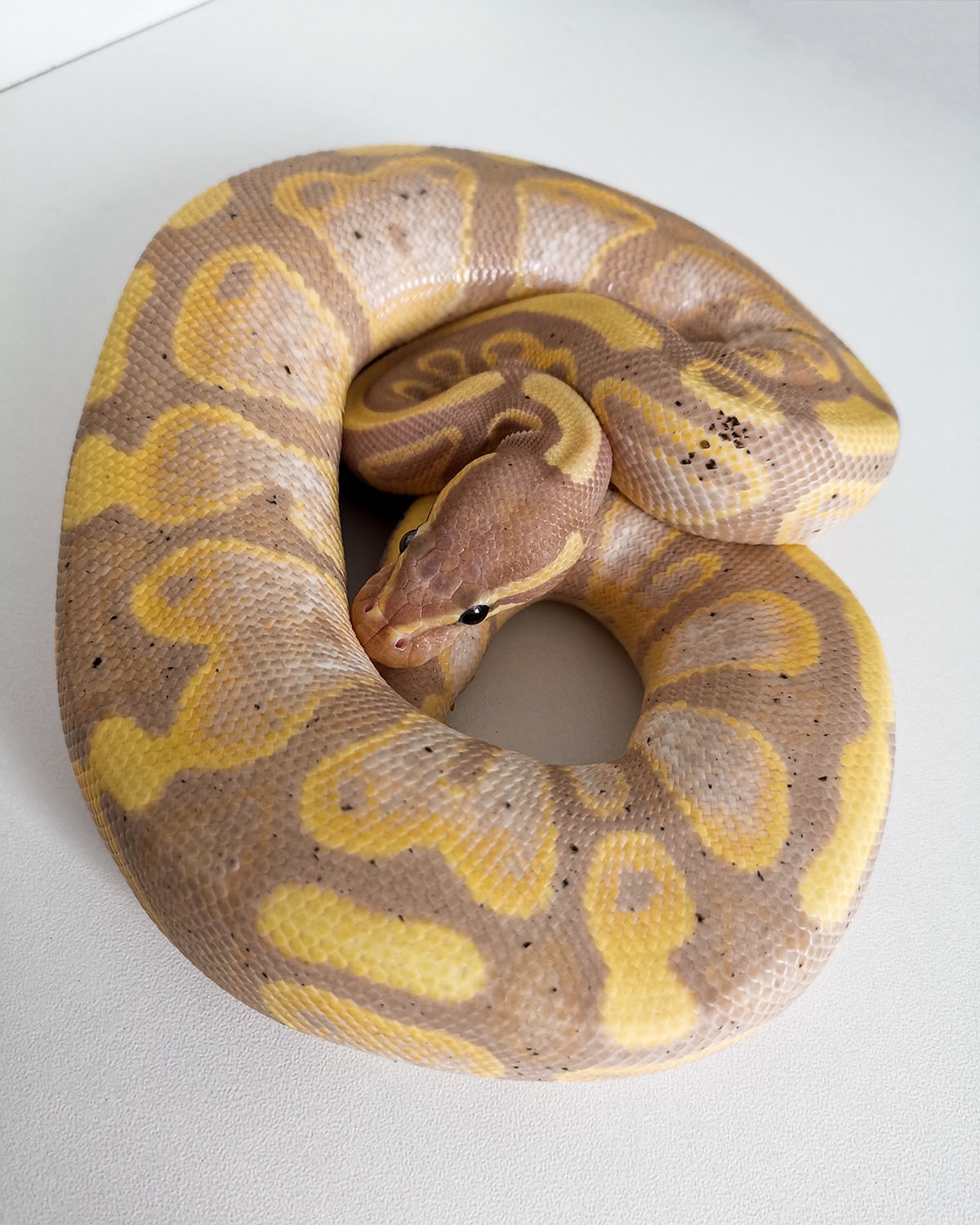 Coral Glow / Banana, Specter, 100% Het. Piebald Ball Python by Black ...