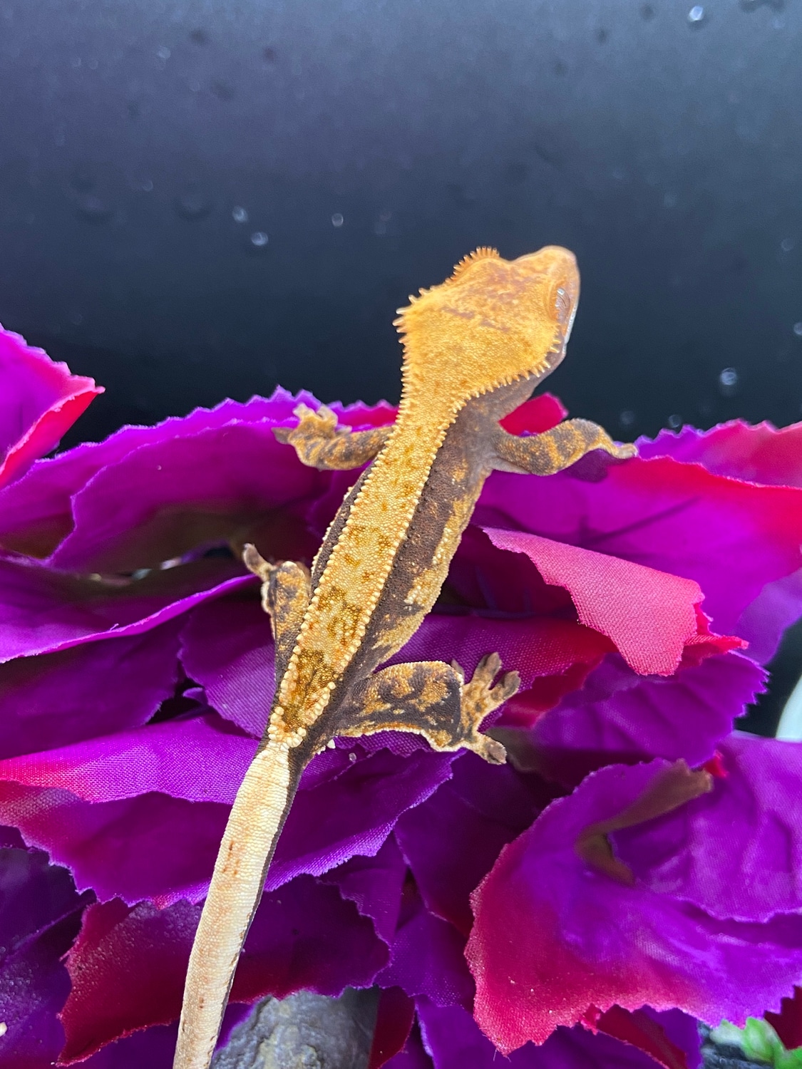 Lavender Base Tricolor Crested Gecko by Z's Exoticz - MorphMarket