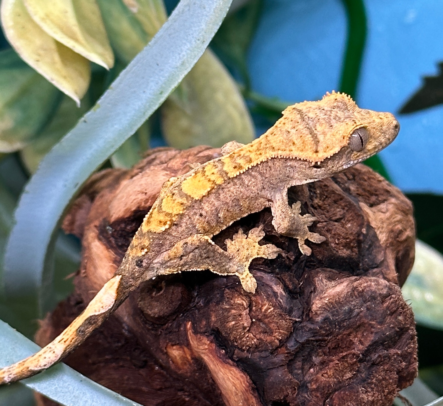 50% Het Axanthic Crested Gecko by Z's Exoticz - MorphMarket