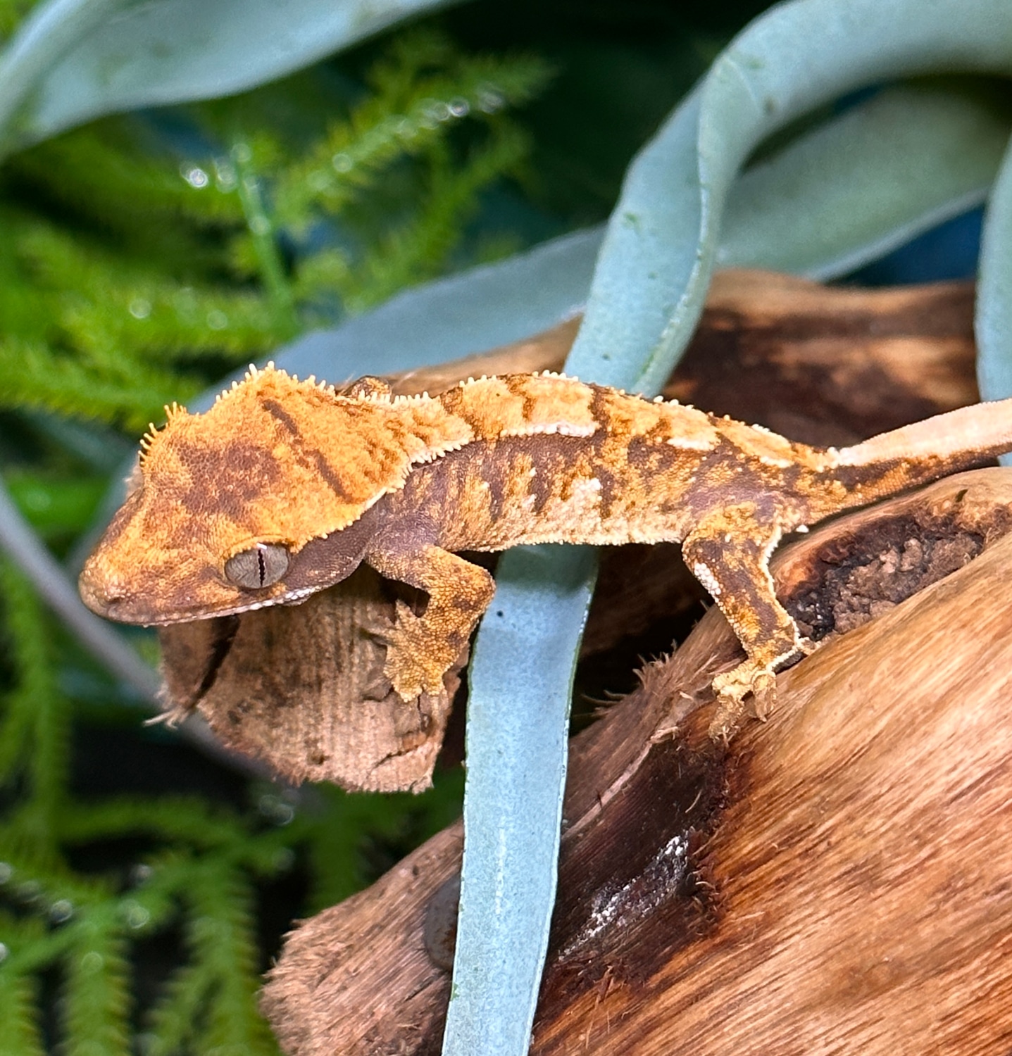 Tricolor Crested Gecko by Z's Exoticz - MorphMarket
