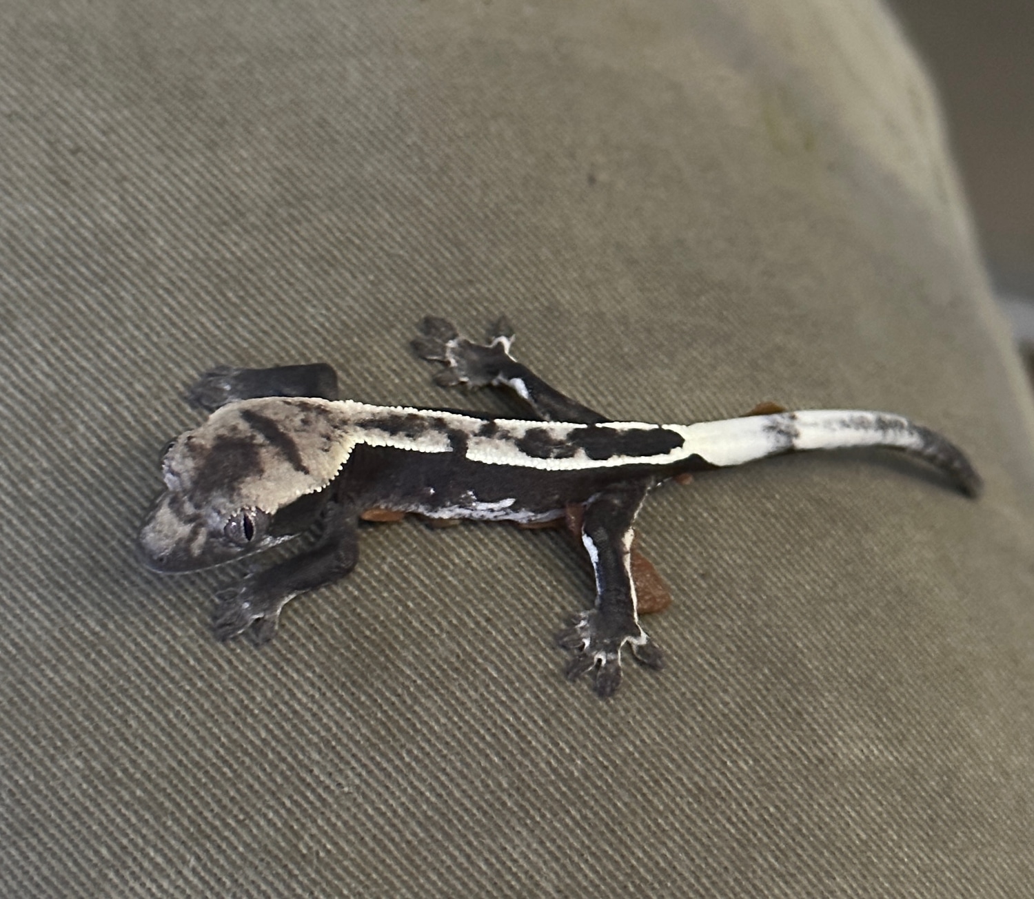 High White Visual Axanthic Crested Gecko by Z's Exoticz - MorphMarket