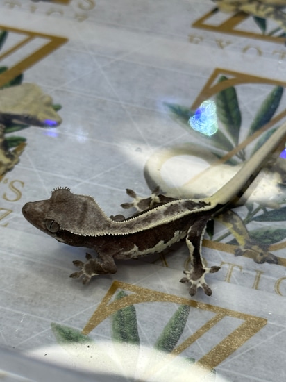 Axanthic Lilly White Crested Gecko by Z's Exoticz