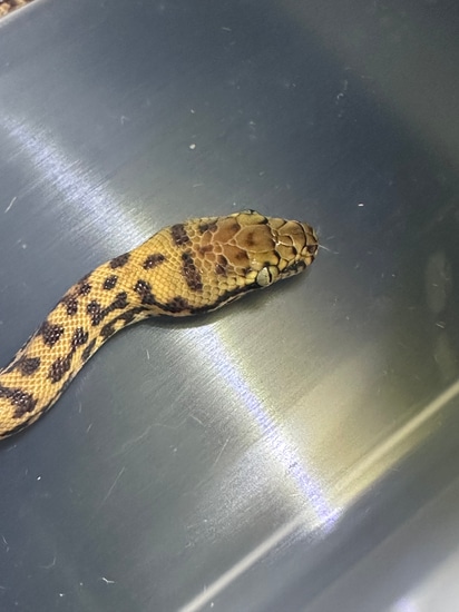 1.1 Nick Mutton Line Stimson’s Pythons Stimson's Python by Esoterica ...