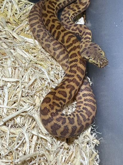 ‘23 1.0 Nick Mutton Line Stimson’s Python Stimson's Python by Esoterica ...