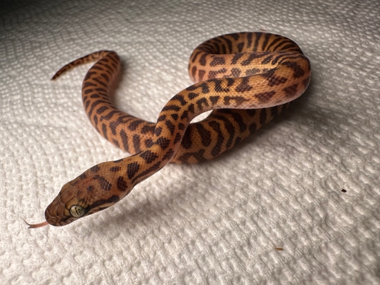 Stimson’s Python Stimson's Python by Esoterica Reptilia