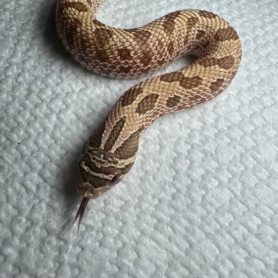 Evans Hypo Conda Western Hognose by Esoterica Reptilia