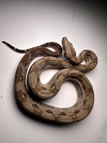 *LAST ONE* Crawl Cay Dwarf Boa Boa Constrictor by Esoterica Reptilia