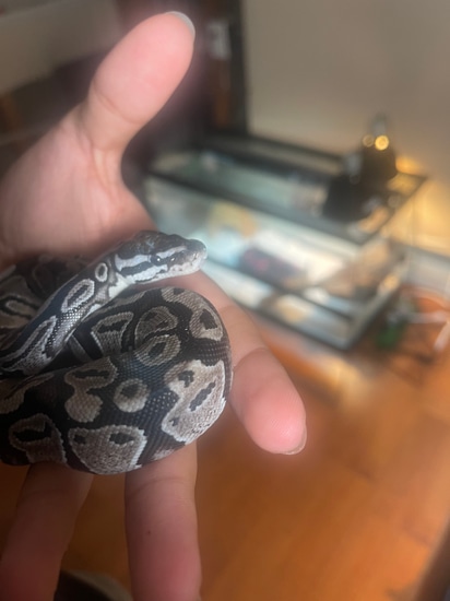 Axanthic Ball Python Het Pied by King of Dragons