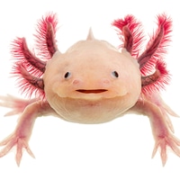 Captive Bred Reptiles For Sale from Breeders Worldwide - MorphMarket