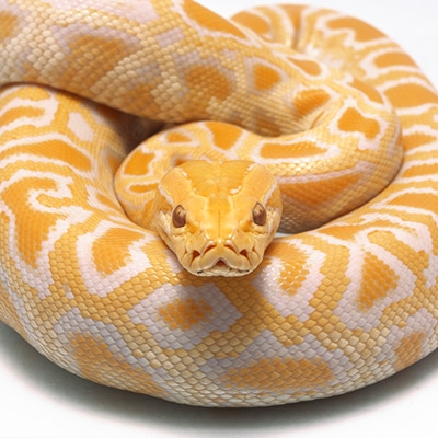 Captive Bred Reptiles For Sale from Breeders Worldwide - MorphMarket