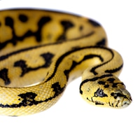 Captive Bred Reptiles For Sale from Breeders Worldwide - MorphMarket