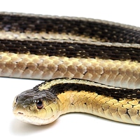 Captive Bred Reptiles For Sale from Breeders Worldwide - MorphMarket