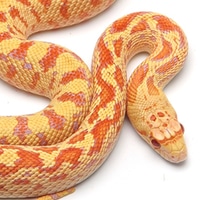 Captive Bred Reptiles For Sale from Breeders Worldwide - MorphMarket