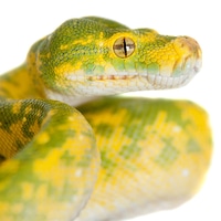 Captive Bred Reptiles For Sale from Breeders Worldwide - MorphMarket