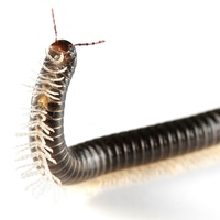 Captive Bred Reptiles For Sale from Breeders Worldwide - MorphMarket