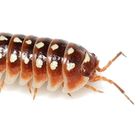 Captive Bred Reptiles For Sale from Breeders Worldwide - MorphMarket