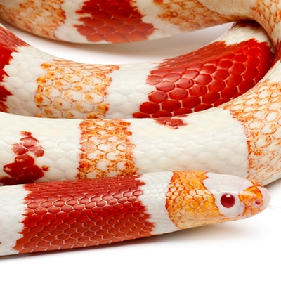 Captive Bred Reptiles For Sale from Breeders Worldwide - MorphMarket