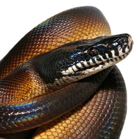 Captive Bred Reptiles For Sale from Breeders Worldwide - MorphMarket
