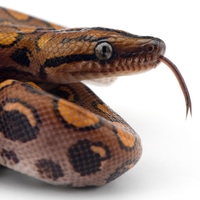Captive Bred Reptiles For Sale from Breeders Worldwide - MorphMarket