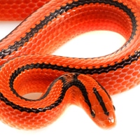 Captive Bred Reptiles For Sale from Breeders Worldwide - MorphMarket