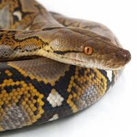 Captive Bred Reptiles For Sale from Breeders Worldwide - MorphMarket