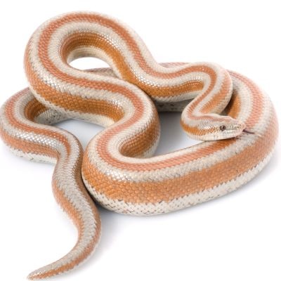 Captive Bred Reptiles For Sale from Breeders Worldwide - MorphMarket