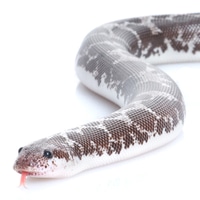 Captive Bred Reptiles For Sale from Breeders Worldwide - MorphMarket