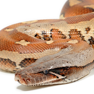 Captive Bred Reptiles For Sale from Breeders Worldwide - MorphMarket