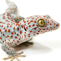 Captive Bred Reptiles For Sale from Breeders Worldwide - MorphMarket