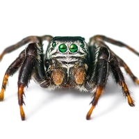 Captive Bred Reptiles For Sale from Breeders Worldwide - MorphMarket