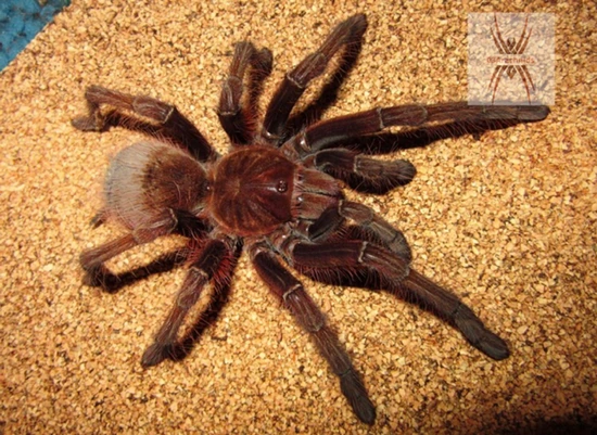 Theraphosa Apophysis Goliath Pinkfoot Birdeater Tarantula by 03Arachnids