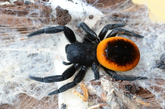 Eresus Walckenaeri Orange Ring Velvet Spider Other Spider by 03Arachnids