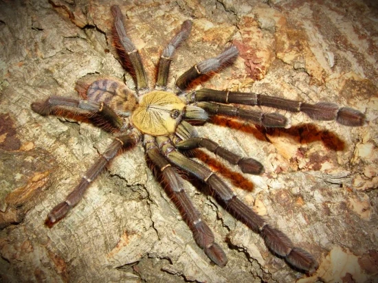 Phormingochilus Sp. "Akcaya Tarantula by 03Arachnids