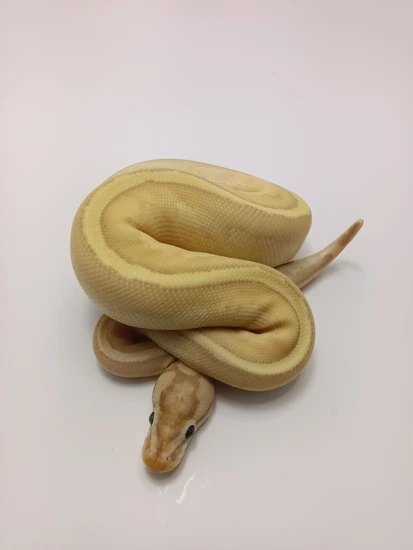 Banana OD Super Stripe Ball Python by Clayton's Ball Pythons