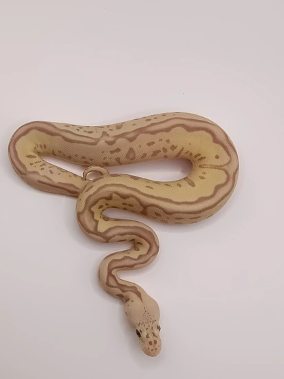 Pastel Banana Leo Clown Ball Python by Clayton's Ball Pythons