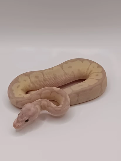 Banana Clown Ball Python by Clayton's Ball Pythons