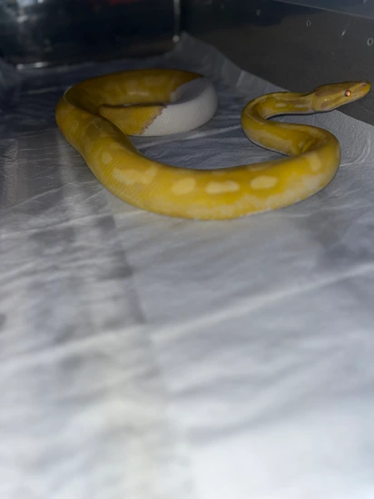 Pied Ultramel Caramel Ball Python by 1045 Reptiles
