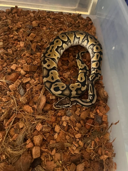 DH Sunset Clown Ball Python by 1045 Reptiles