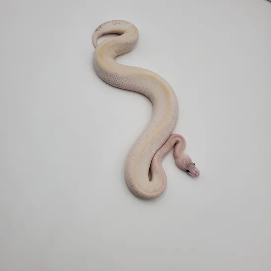 CHAMPAGNE CINNAMON LESSER PASTEL Het Ghost Het G Stripe Ball Python by ...